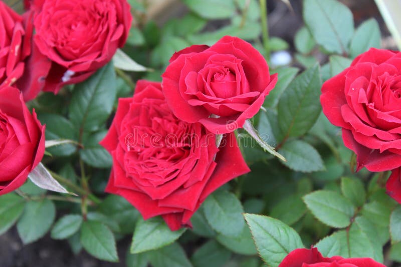 Red roses stock image. Image of roses, time, picked - 314691763