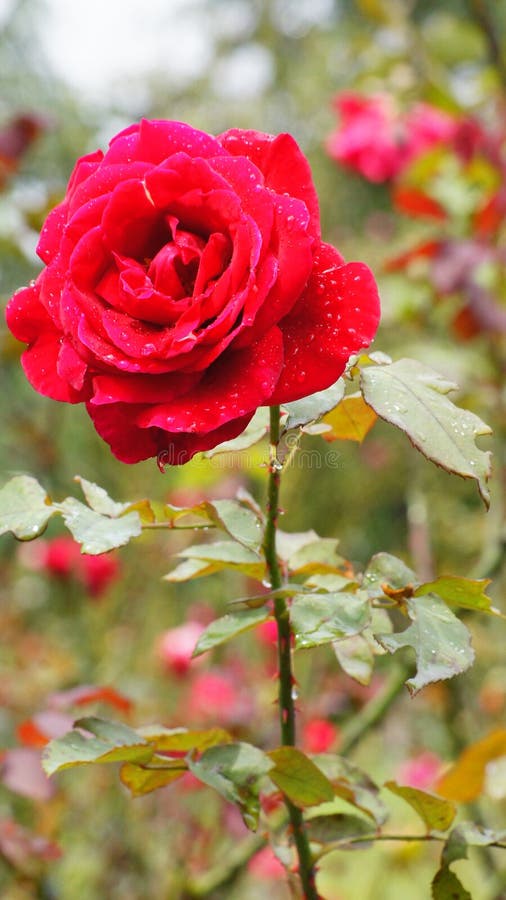 Red Roses on the Mountain in Winter in Chiang Mai. Stock Photo - Image ...
