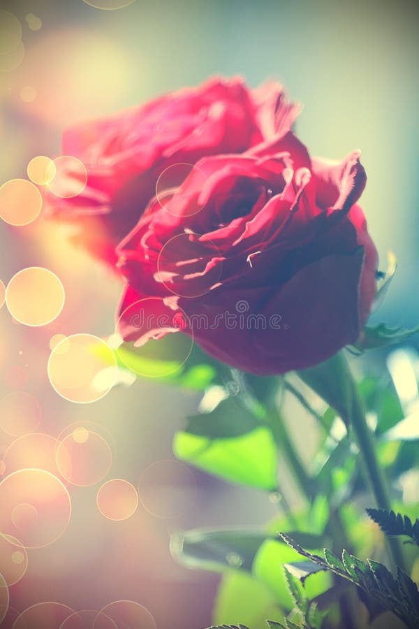 Red roses stock photo. Image of event, garden, beautiful - 49586380