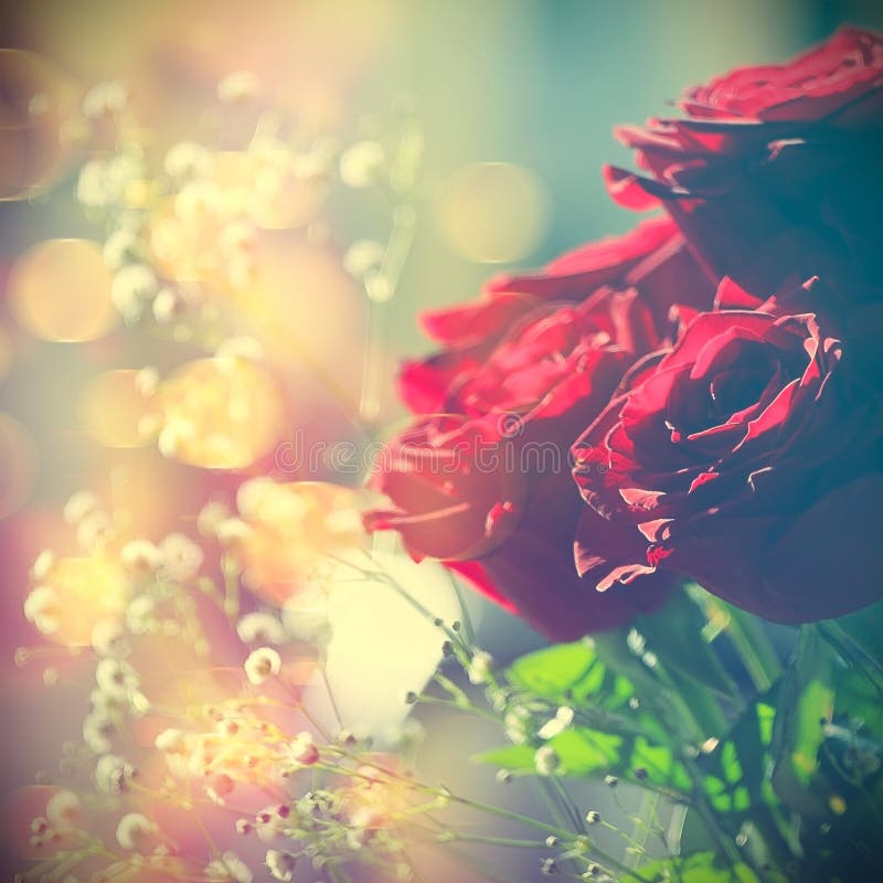 Red roses stock photo. Image of garden, floral, decoration - 49586382
