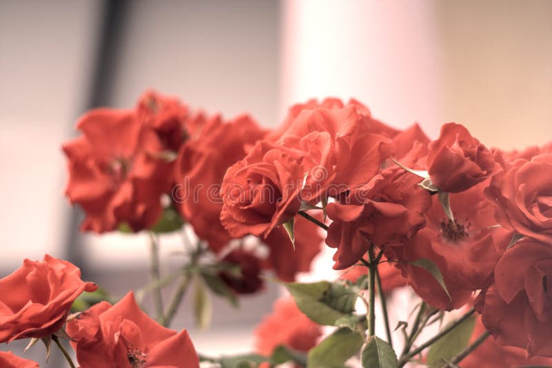 Red roses in nature stock photo. Image of bouquet, roses - 320704208