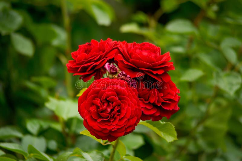 Red roses stock photo. Image of birthday, romantic, anniversary - 200756902