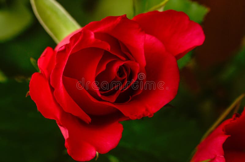 Red roses stock image. Image of nature, rose, birthday - 200757257