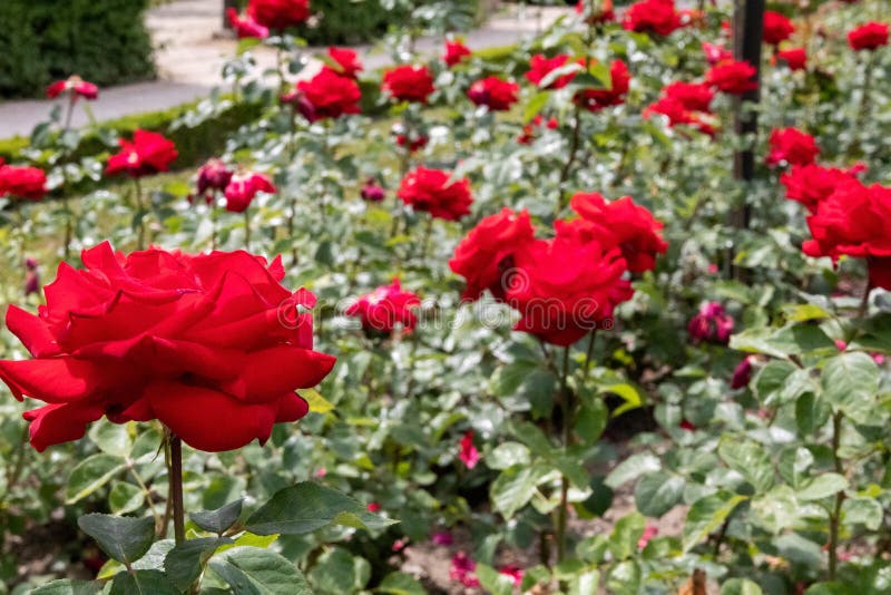 Red roses in a nice garden stock photo. Image of gardens - 212488366