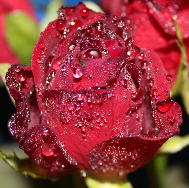 Red roses 005 stock photo. Image of raindrops, blue - 115884910