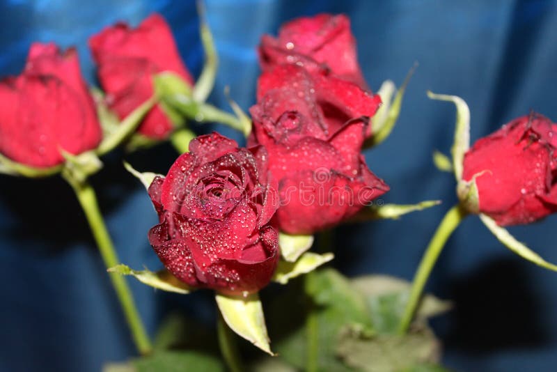 Red roses stock image. Image of background, roseswithwaterdrops - 115884879