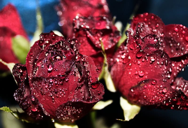 Red roses 004 stock photo. Image of wetroses, roses - 115884908