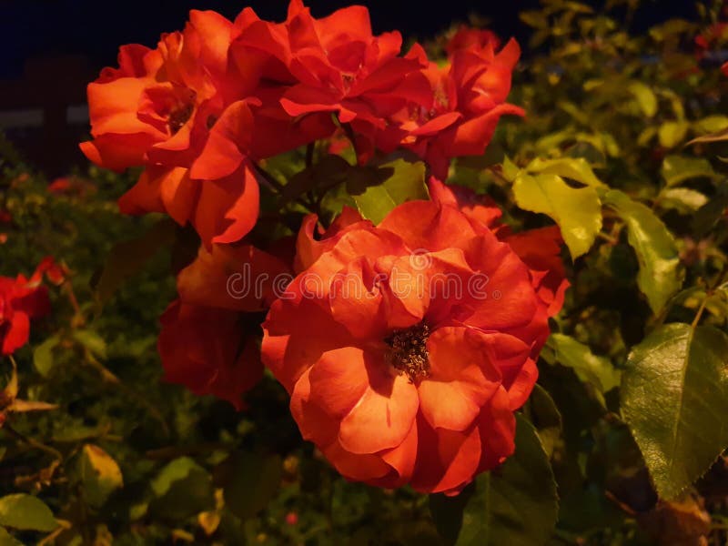 Red roses at night. stock photo. Image of lighting, flowers - 185906472