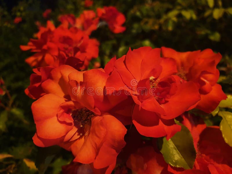 Red roses at night. stock image. Image of blue, panorama - 192268477