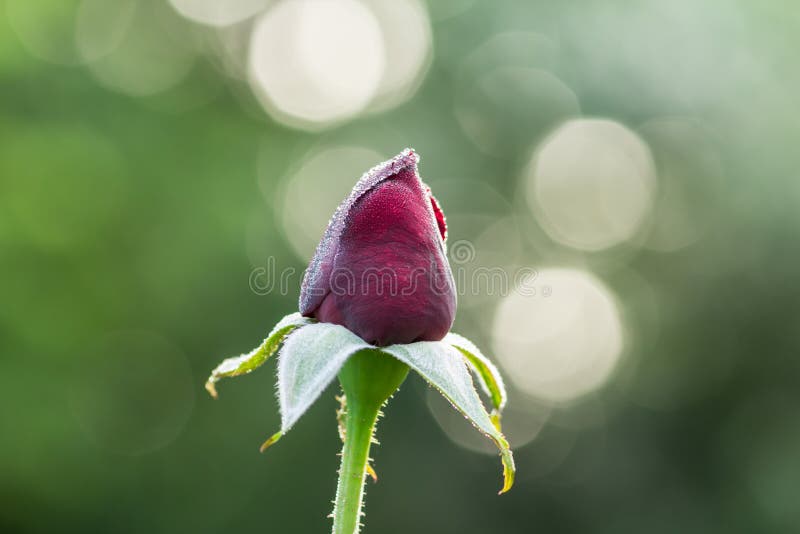 Red roses are not blooming stock photo. Image of romance - 42142704