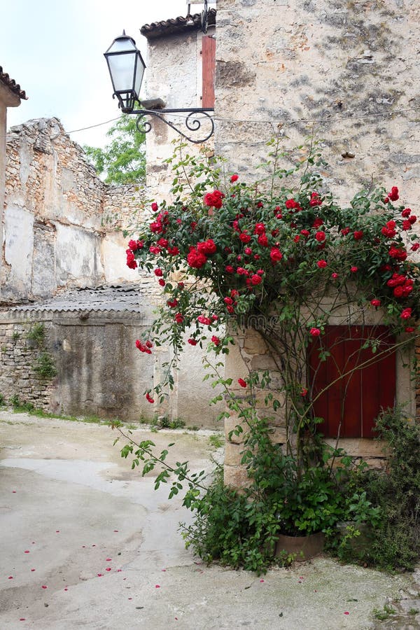 Alley Blue Bonnet Stock Photos - Free & Royalty-Free Stock Photos from ...