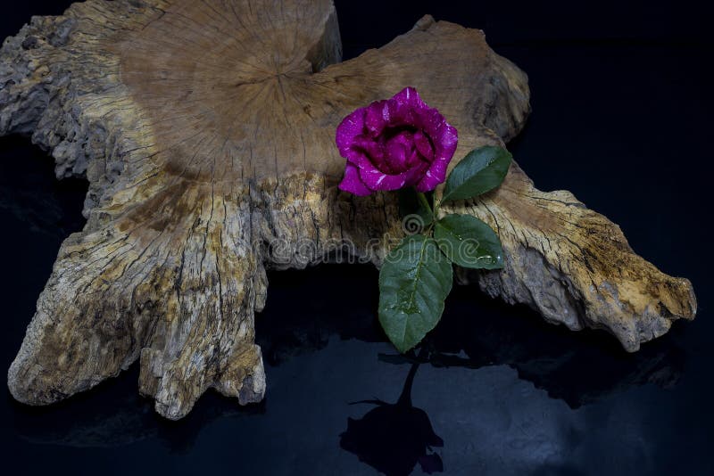 Red roses with old wood stock photo. Image of roses, beautiful - 88692130