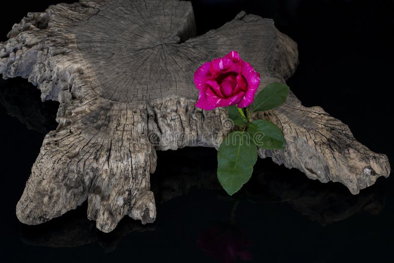 Red roses with old wood stock image. Image of plates - 88692373