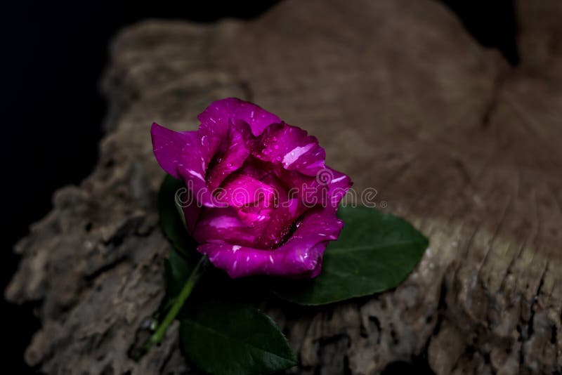 Red roses with old wood stock image. Image of pebbles - 88692421