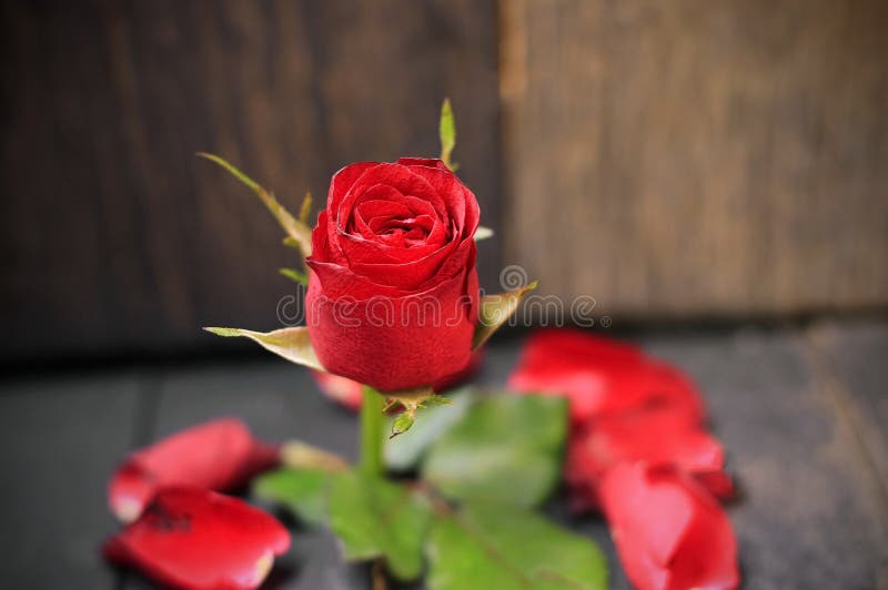 Red Roses on the Old Wooden Floor Stock Image - Image of holiday, pink ...
