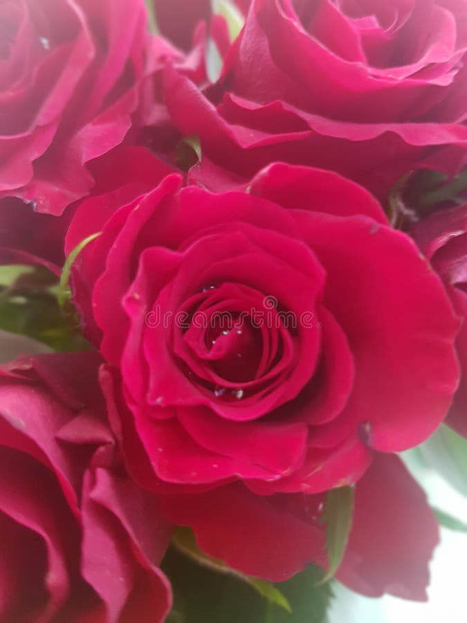 Red roses one middle stock photo. Image of flower, rose - 147997632