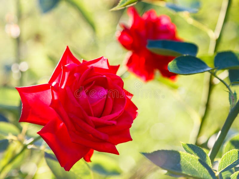 Red Roses Outdoors at Summer Sunset Stock Image - Image of rose, sunset ...