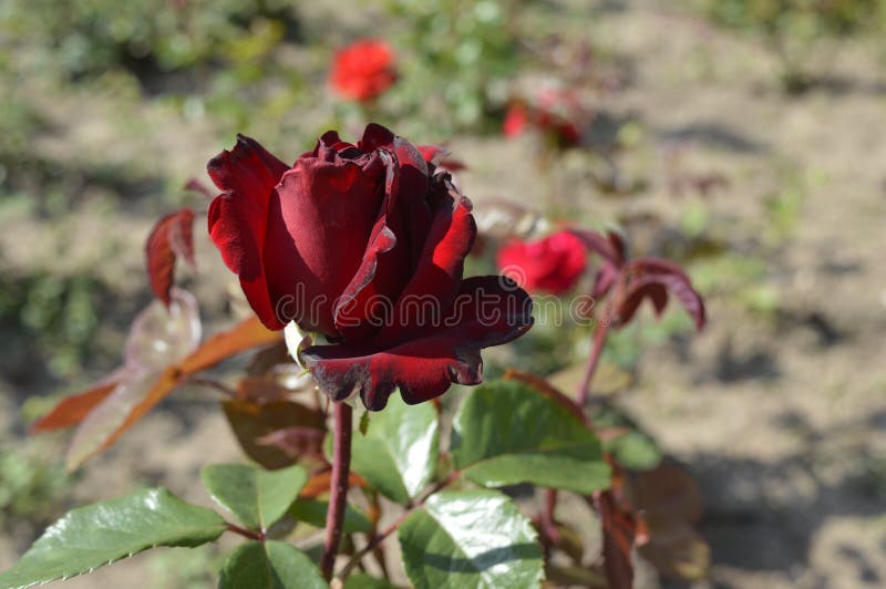 Red roses stock image. Image of bouquet, creative, roses - 94572995