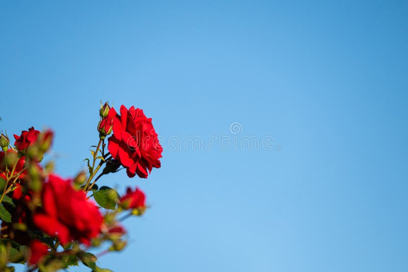 Red Roses in the Park, Blue Sky and Clouds in the Background Stock ...