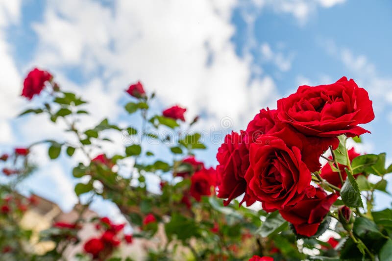 Red Roses in the Park, Blue Sky and Clouds in the Background Stock ...