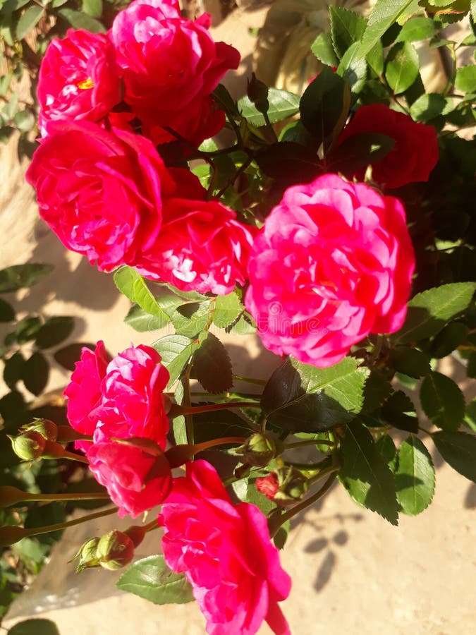 Red Roses at Park Shining in Broad Daylight Stock Photo - Image of ...