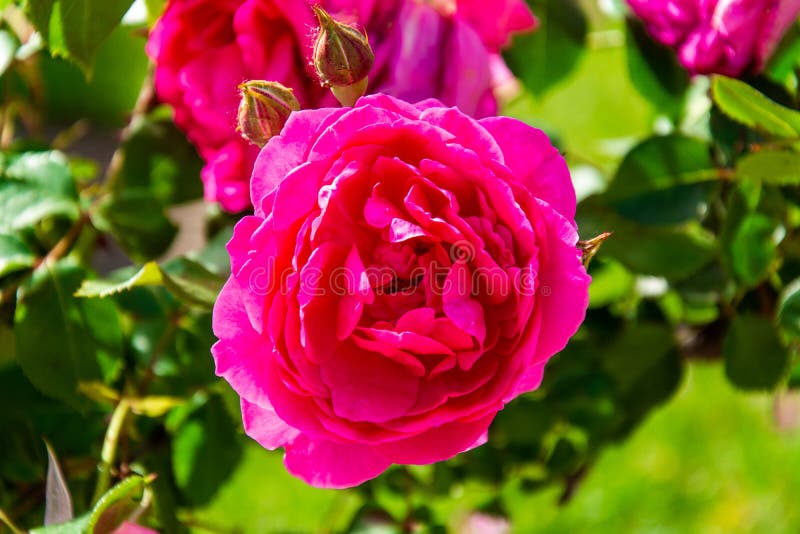 Red Roses in a Park in Springtime Stock Image - Image of flower, shrub ...