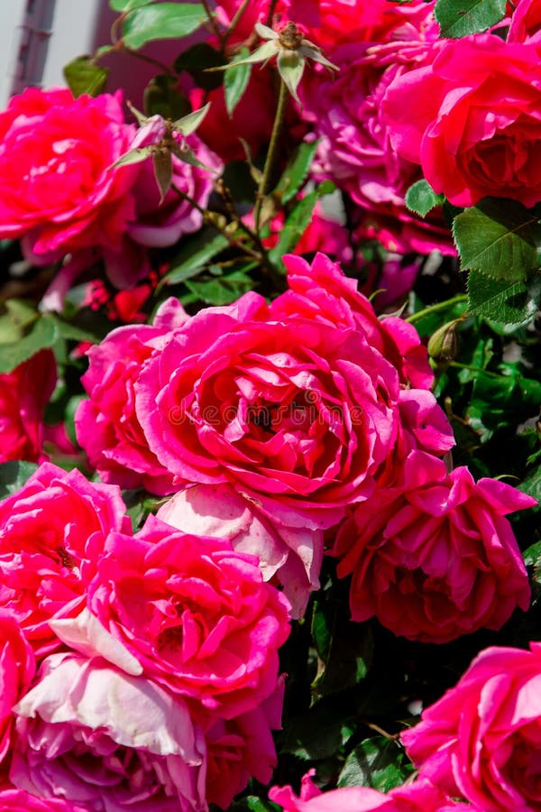 Red Roses in a Park in Springtime Stock Image - Image of spring ...