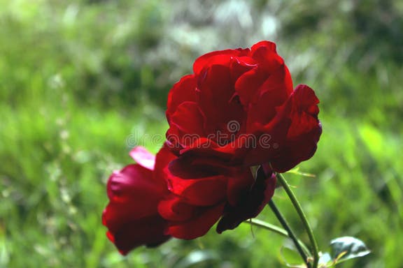 Red roses in the parks stock image. Image of flower - 120187685