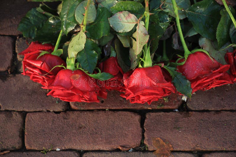 Red Mourning roses stock photo. Image of bouquet, nature - 106175992