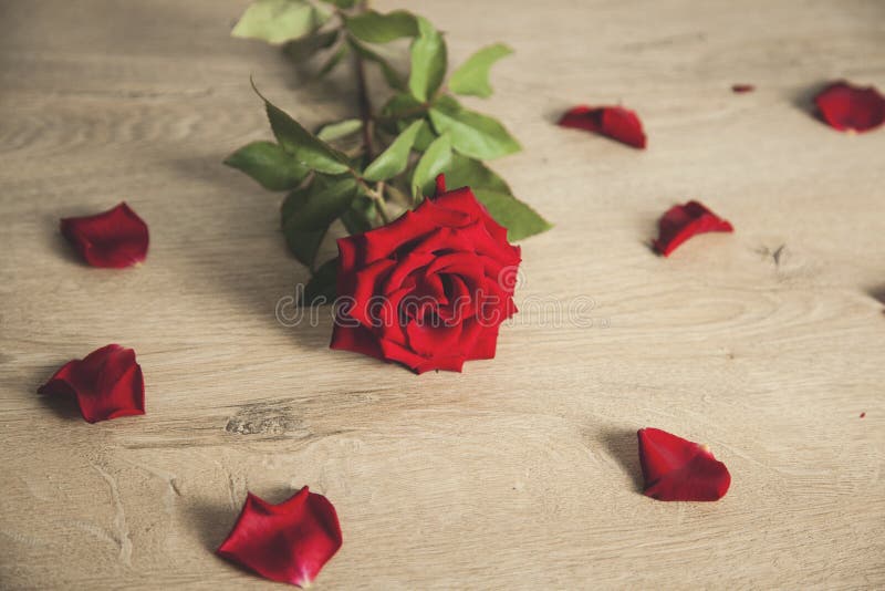 Red Roses with Petals on Desk Stock Photo - Image of flower ...