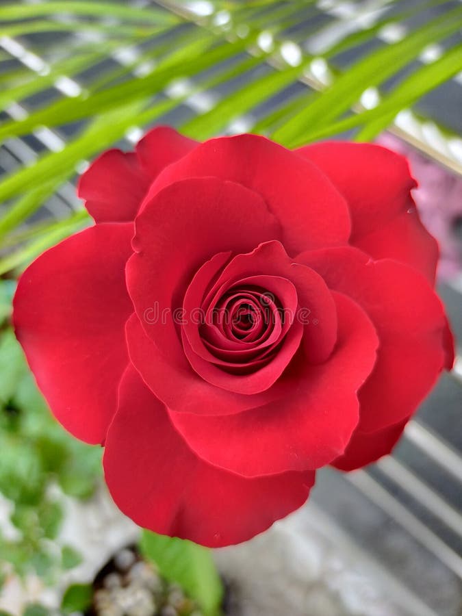 Red roses photo potrait stock photo. Image of pink, rose - 262789008