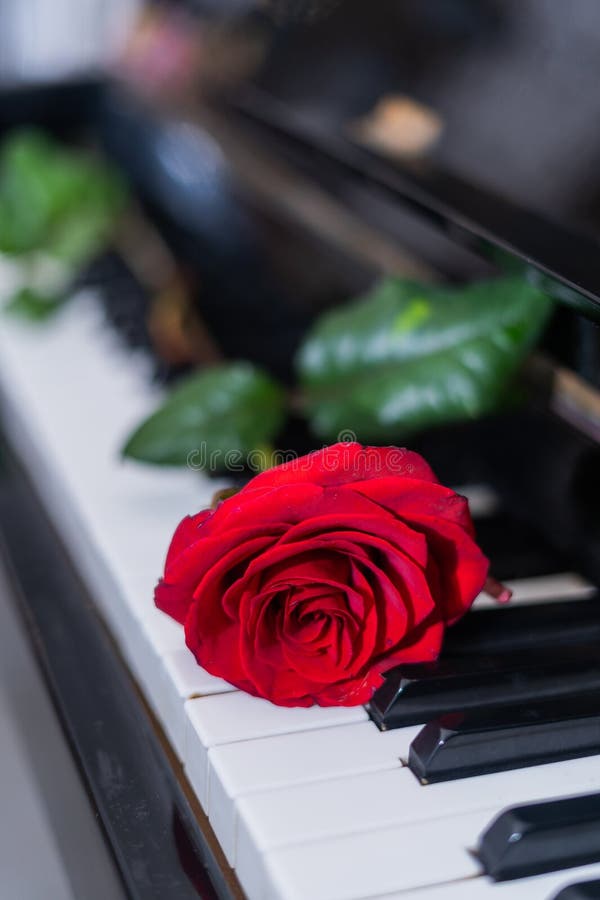 Red roses on piano keys stock image. Image of abstract - 305086637