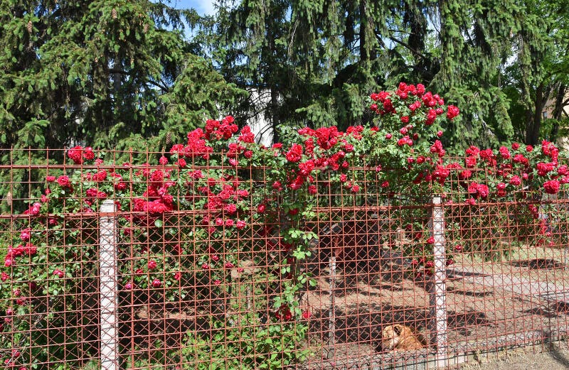 Red roses and pine trees stock photo. Image of tree, beauty - 72992628