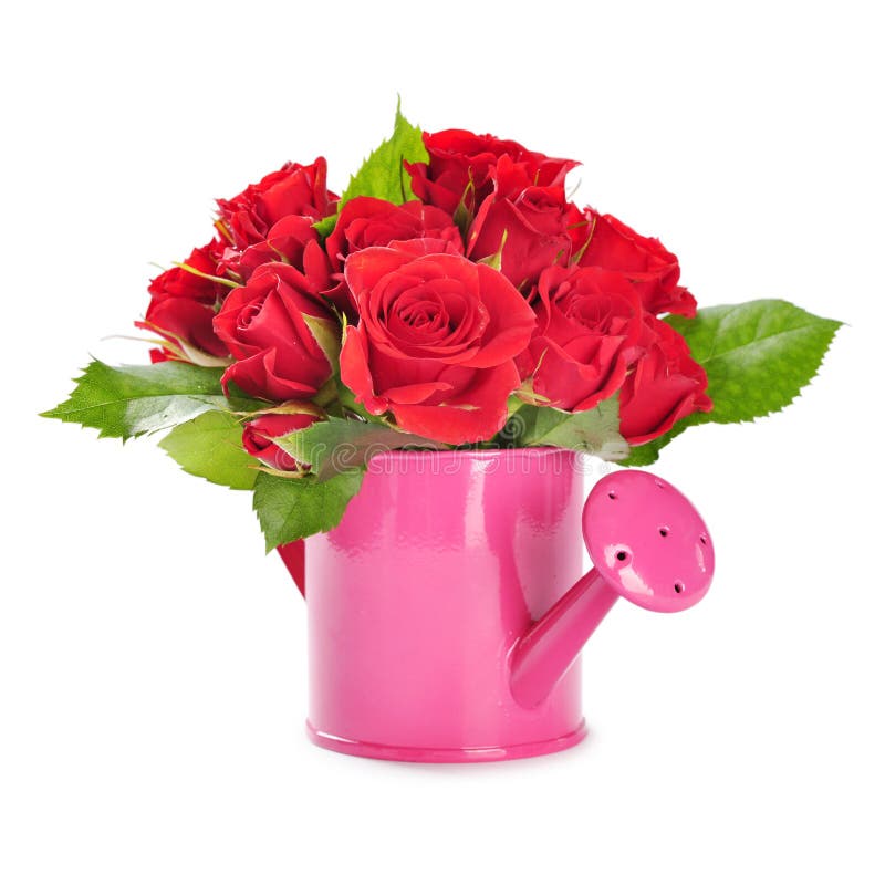 Red Roses in a Pink Watering Can Stock Image - Image of flower, romance ...