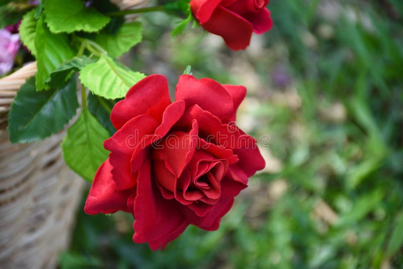 Colorful Roses on Display for Sale Stock Photo - Image of closeup ...