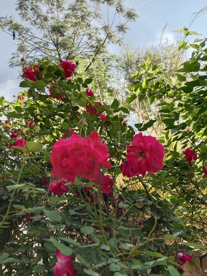 A Red Roses Plant Growing Up Under Ash Tree Stock Photo - Image of ...