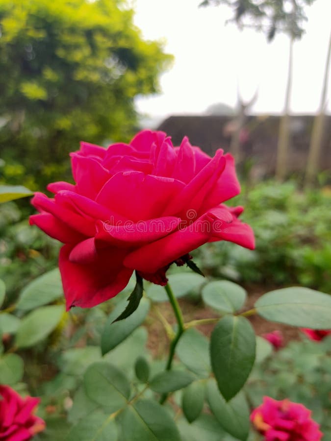 Red roses stock image. Image of natural, roses, leave - 163925793