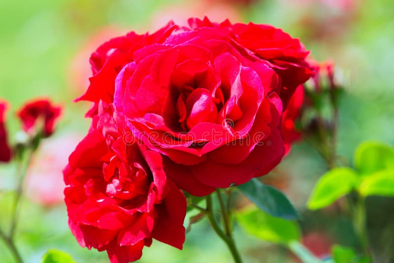 Red roses plant stock image. Image of grass, scene, formal - 56861013