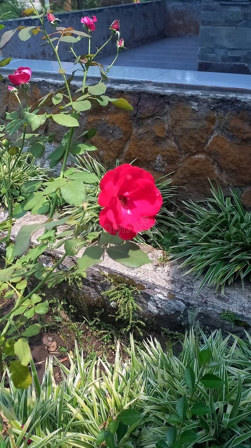 Red Roses Planted in the Yard Stock Photo - Image of planted, roses ...