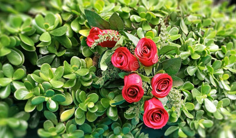Red roses and plants stock photo. Image of plants, roses - 253070986