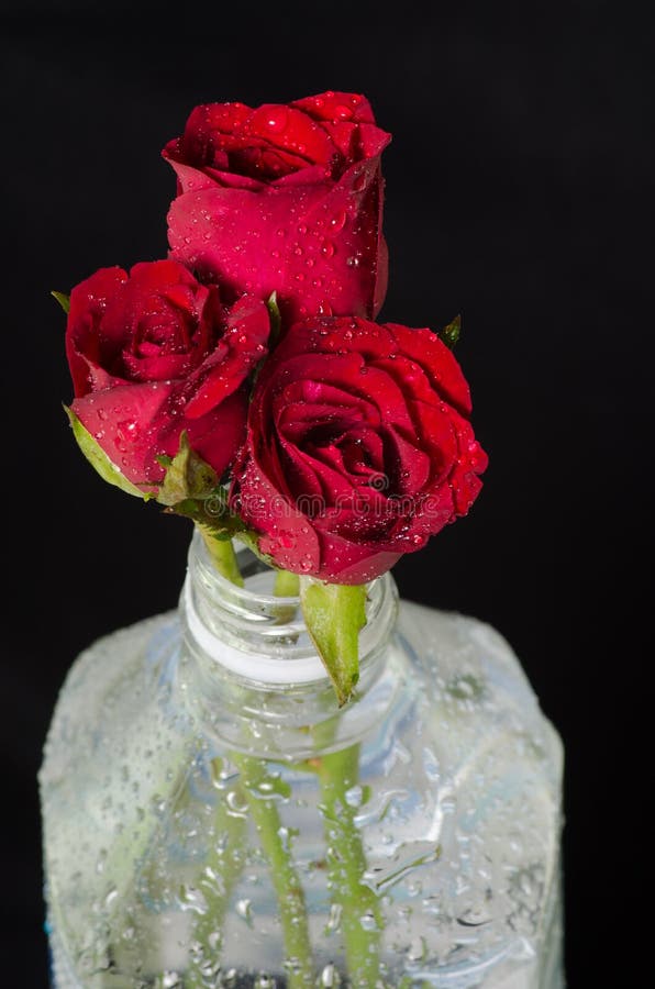 Red Roses in Plastic Bottle Stock Image - Image of marriage, purple ...