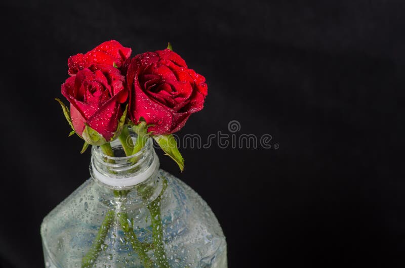 Red Roses in Plastic Bottle Stock Image - Image of pure, bloom: 40914939