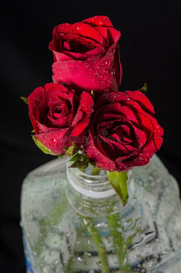 Red Roses in Plastic Bottle Stock Photo - Image of occasion, honeymoon ...