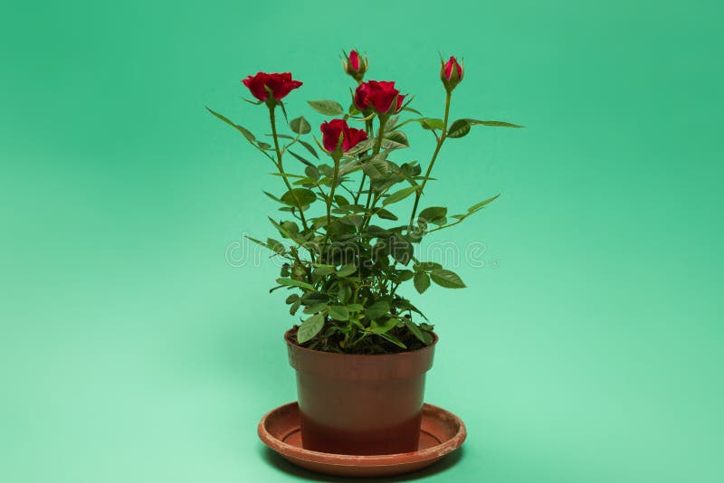 Red Roses in a Pot on Green Background. Copy Space Stock Photo - Image ...