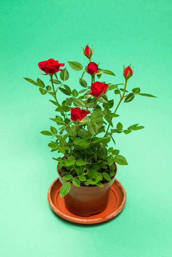 Red Roses in a Pot on Green Background. Copy Space Stock Image - Image ...
