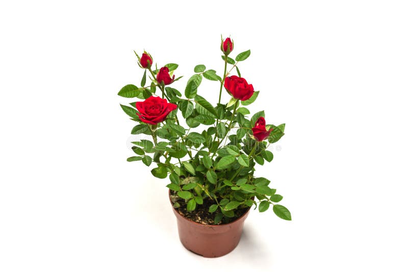 Red Roses in a Pot Isolated on White Background Stock Photo - Image of ...
