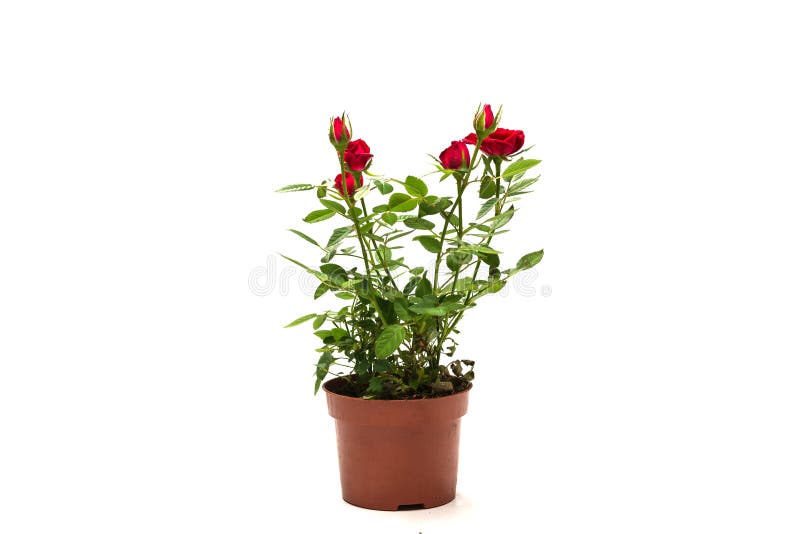 Red Roses in a Pot Isolated on White Background Stock Image - Image of ...