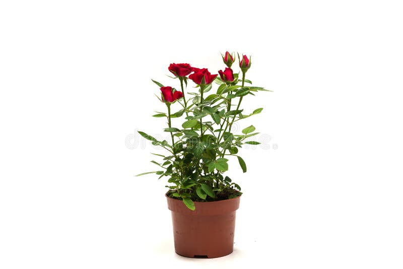 Red Roses in a Pot Isolated on White Background Stock Image - Image of ...