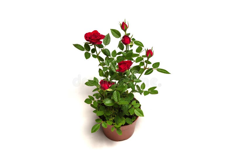Red Roses in a Pot Isolated on White Background Stock Image - Image of ...