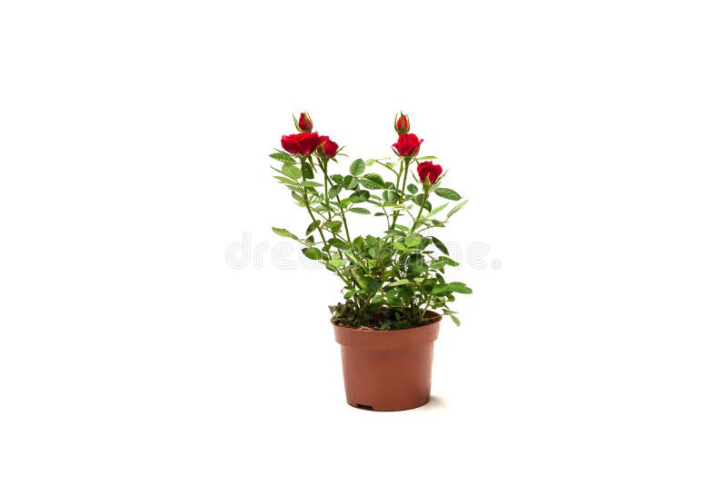 Red Roses in a Pot Isolated on White Background Stock Photo - Image of ...